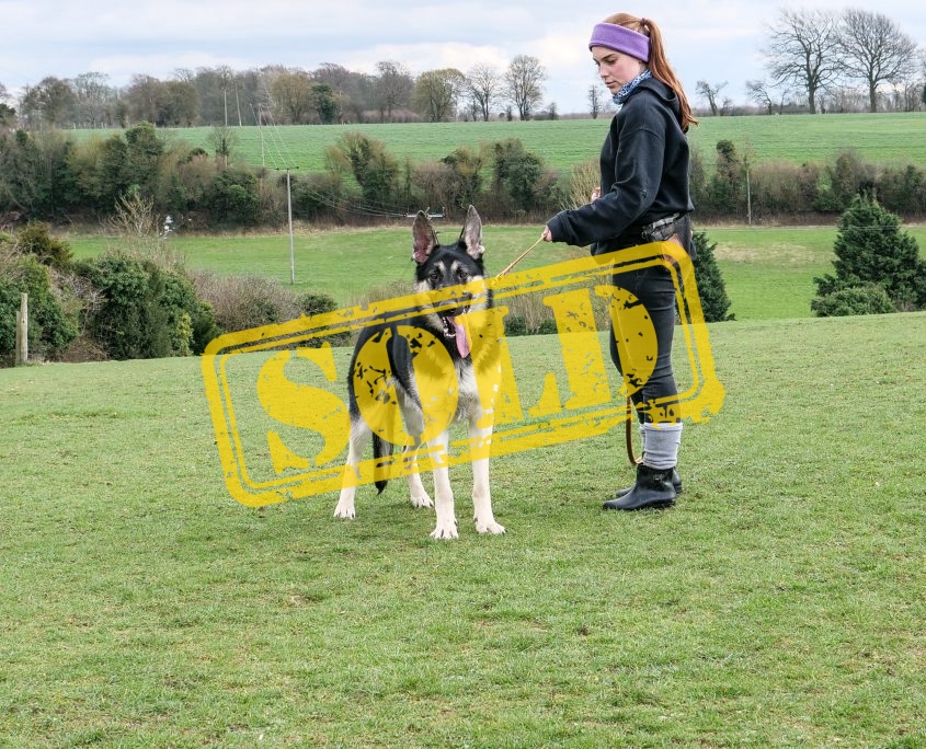 IVAN // Male East European Shepherd 12 Months Old - DDR Guard Dogs