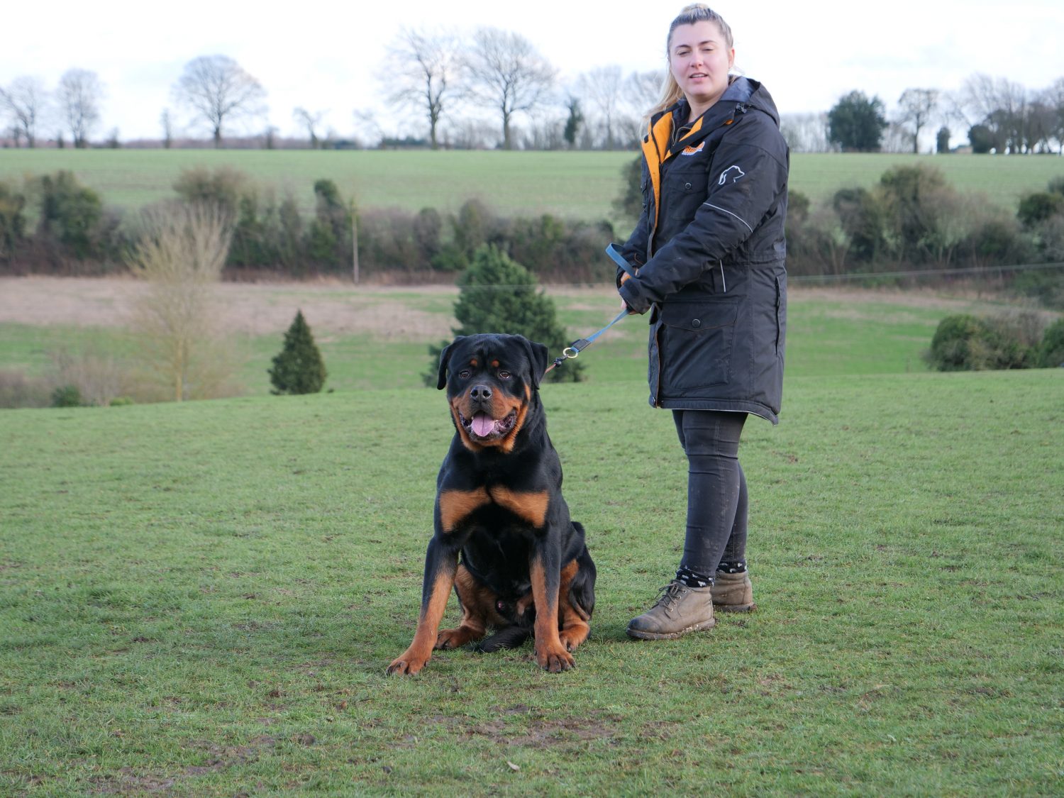 Kodak // Male German Rottweiler 20 Months Old - DDR Guard Dogs
