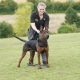 Chinese Red Dog 8 Months Old Male - DDR Guard Dogs