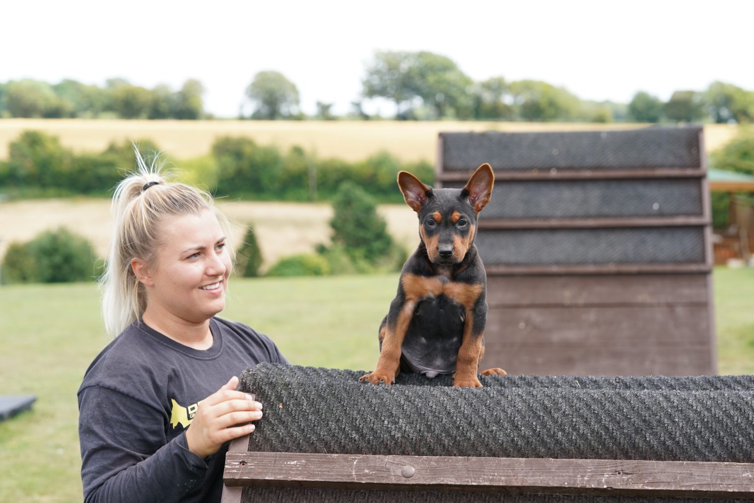 Chinese Red Dog 8 Months Old Male - DDR Guard Dogs