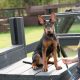 Chinese Red Dog 8 Months Old Male - DDR Guard Dogs