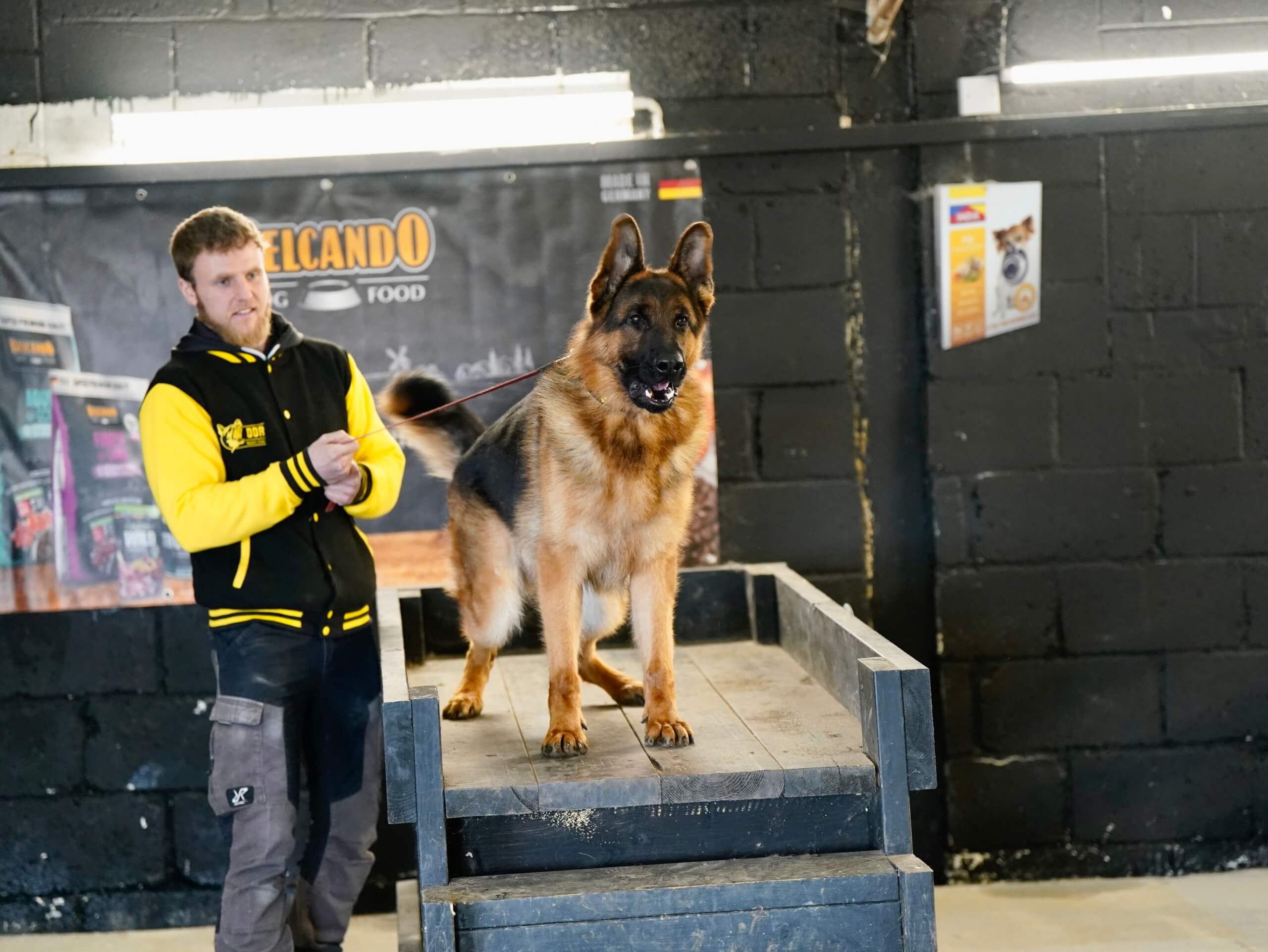 Junior // Male German Shepherd 18 Months Old - DDR Guard Dogs