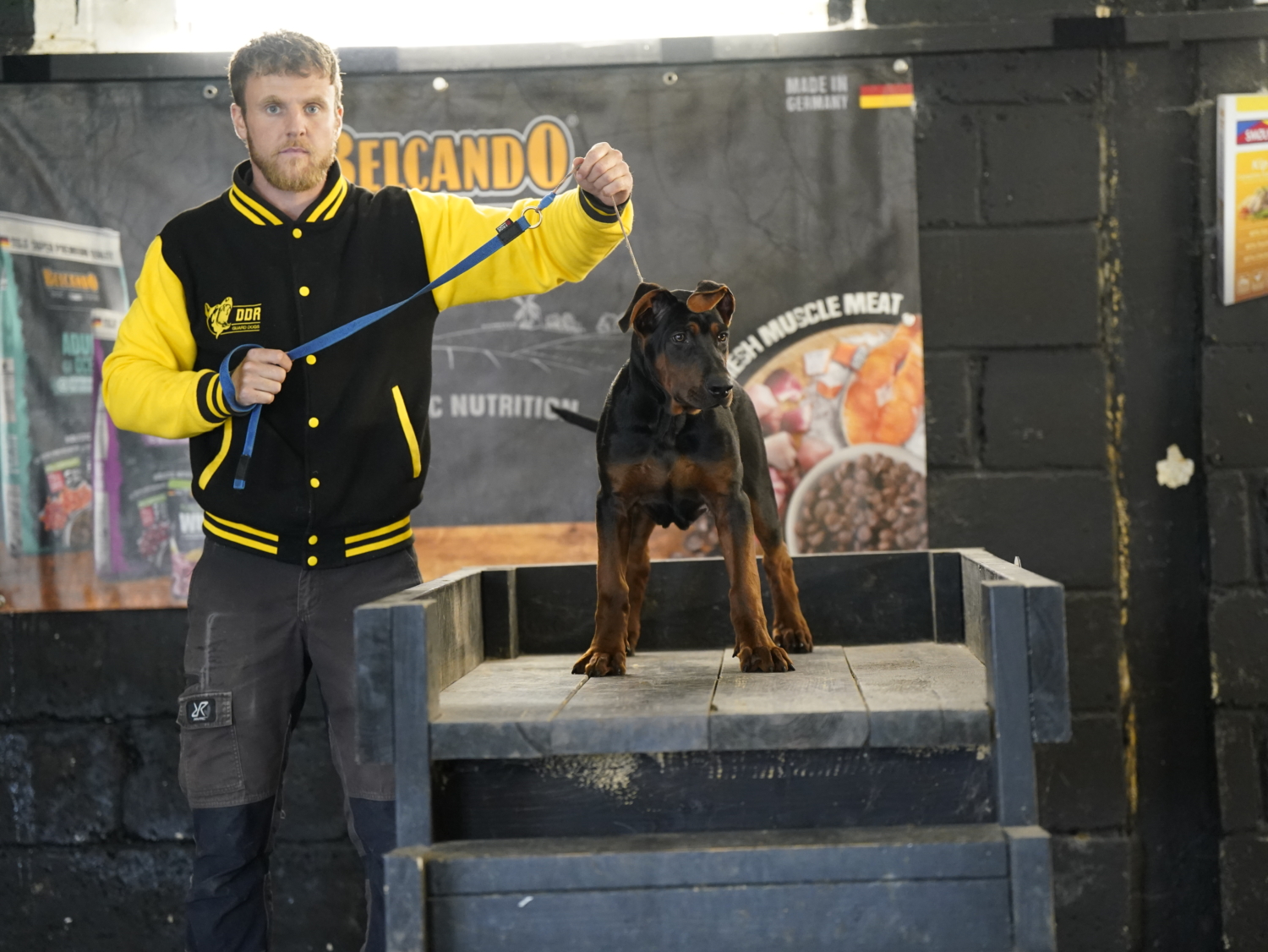 Chinese Red Dog Puppies (Laizhou Hong) - DDR Guard Dogs