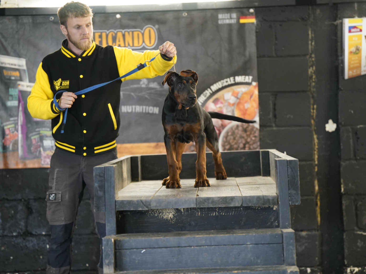 Chinese Red Dog Puppies (Laizhou Hong) - DDR Guard Dogs