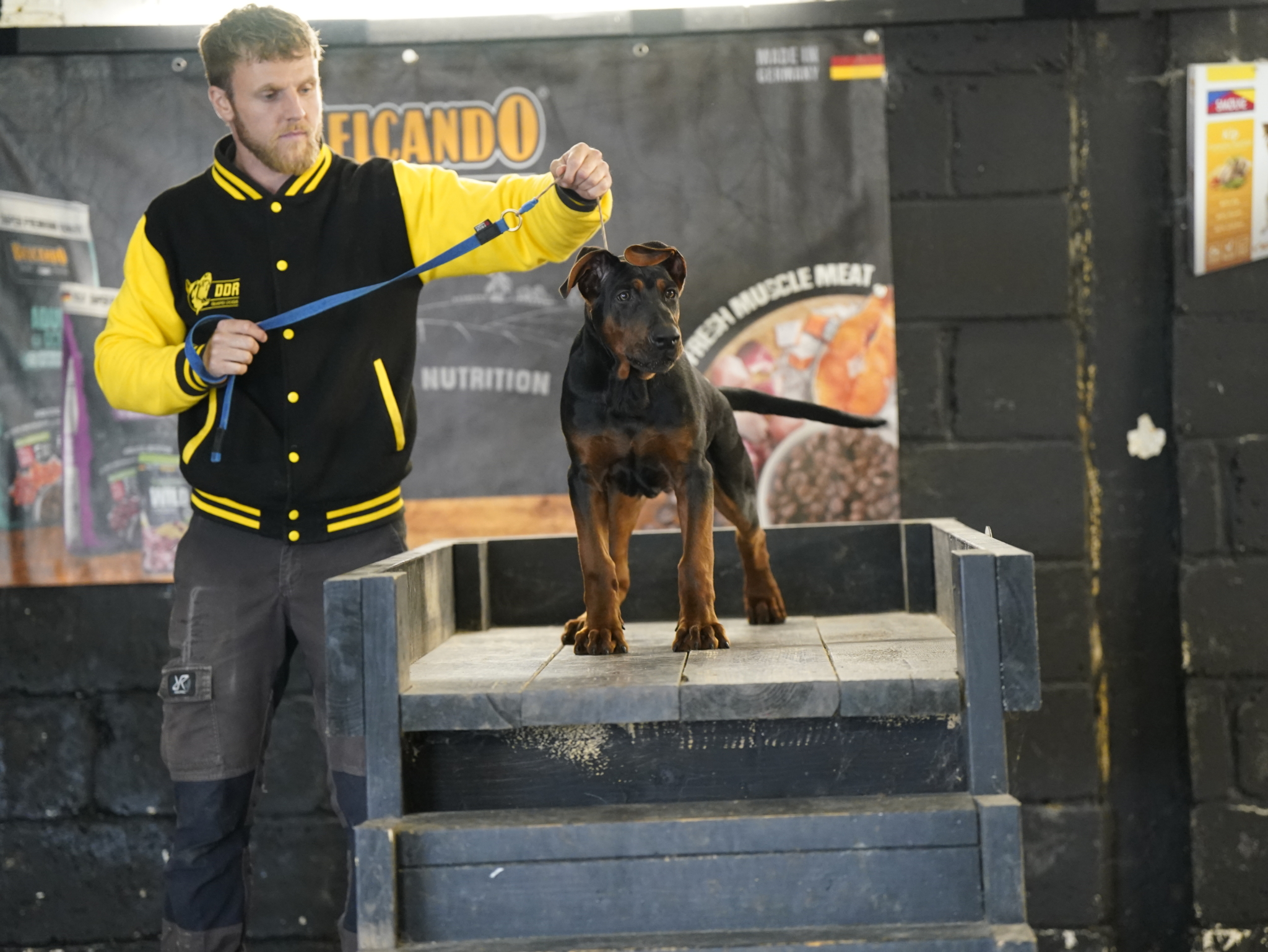 Chinese Red Dog Puppies (Laizhou Hong) - DDR Guard Dogs