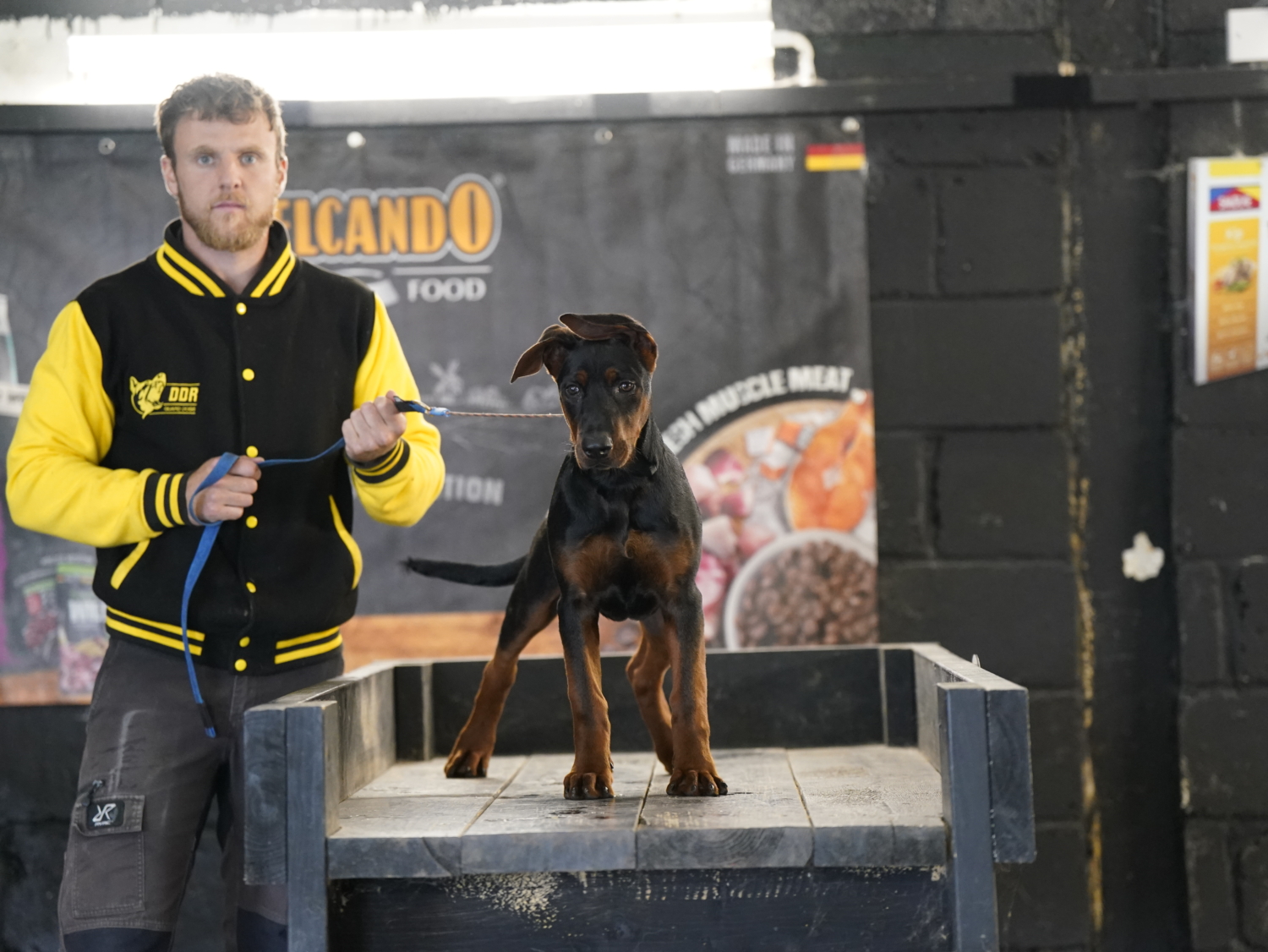 Chinese Red Dog Puppies (Laizhou Hong) - DDR Guard Dogs
