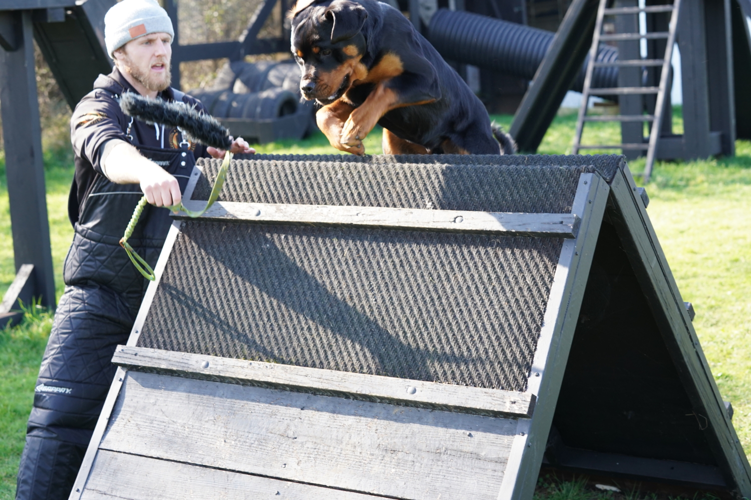Kujo // Male Rottweiler 15 Months Old - DDR Guard Dogs