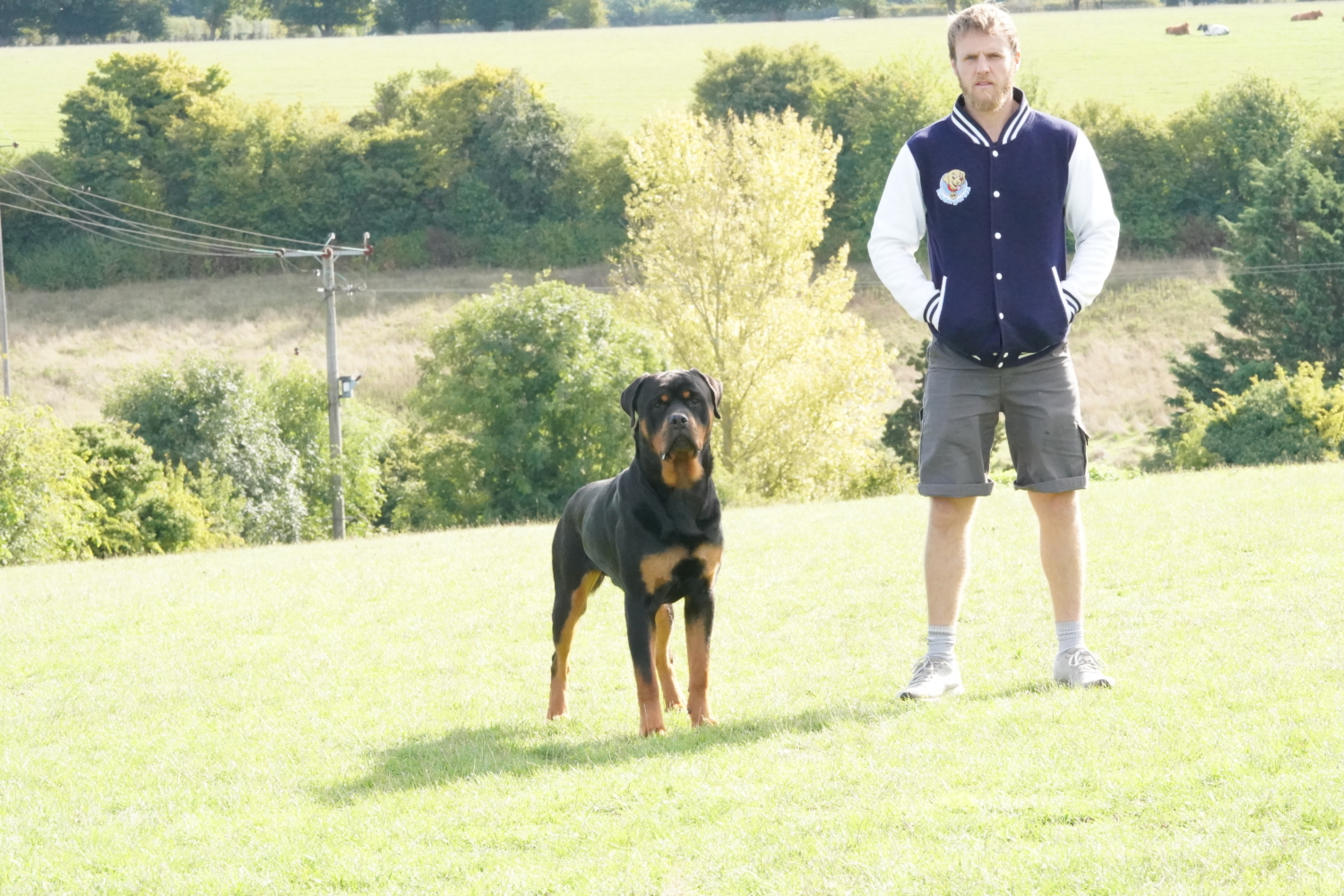 Kujo // Male Rottweiler 15 Months Old - DDR Guard Dogs