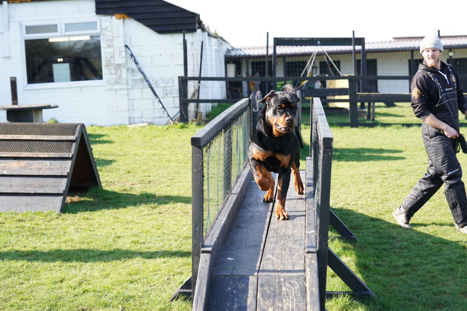 Kujo // Male Rottweiler 15 Months Old - DDR Guard Dogs