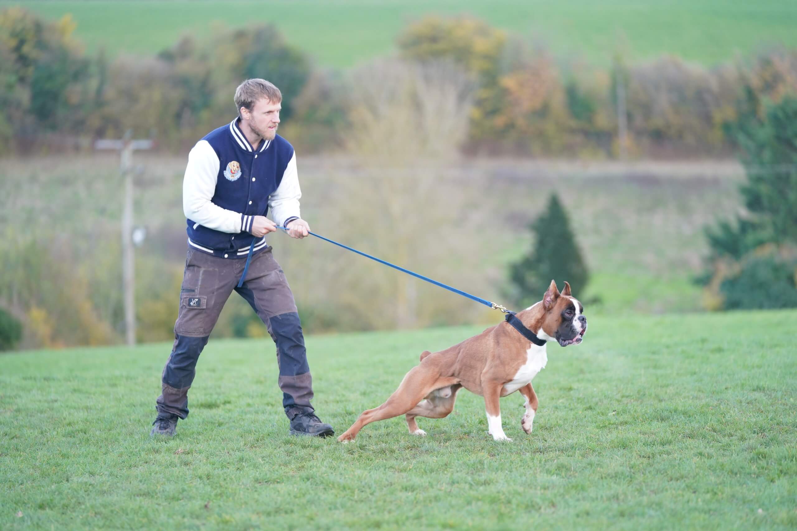 Bobby//Male Boxer 15 Months Old - DDR Guard Dogs