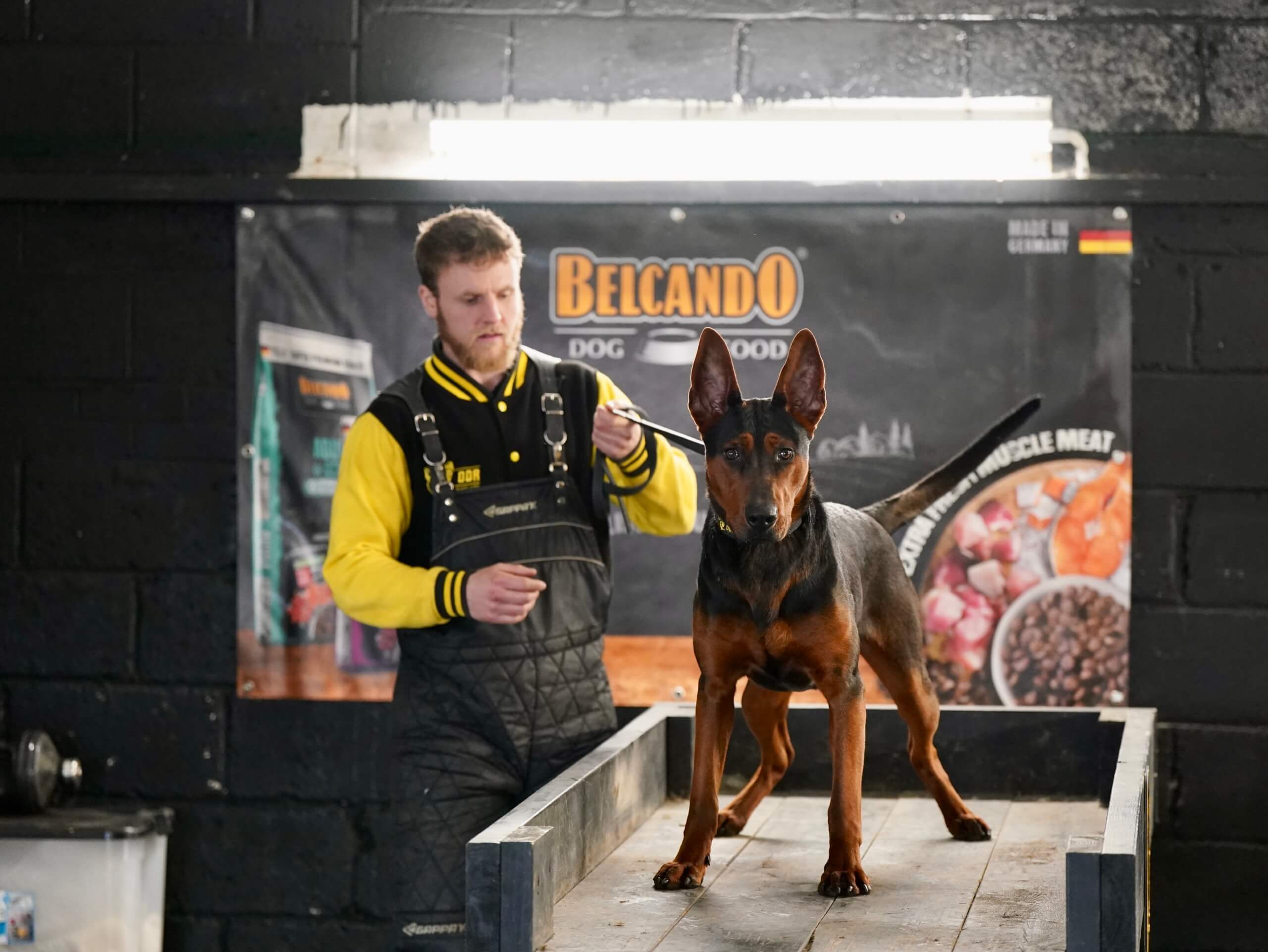 Bow // Male Chinese Red Dog 8 Months Old - DDR Guard Dogs