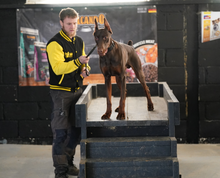 Dogs For Sale - DDR Guard Dogs