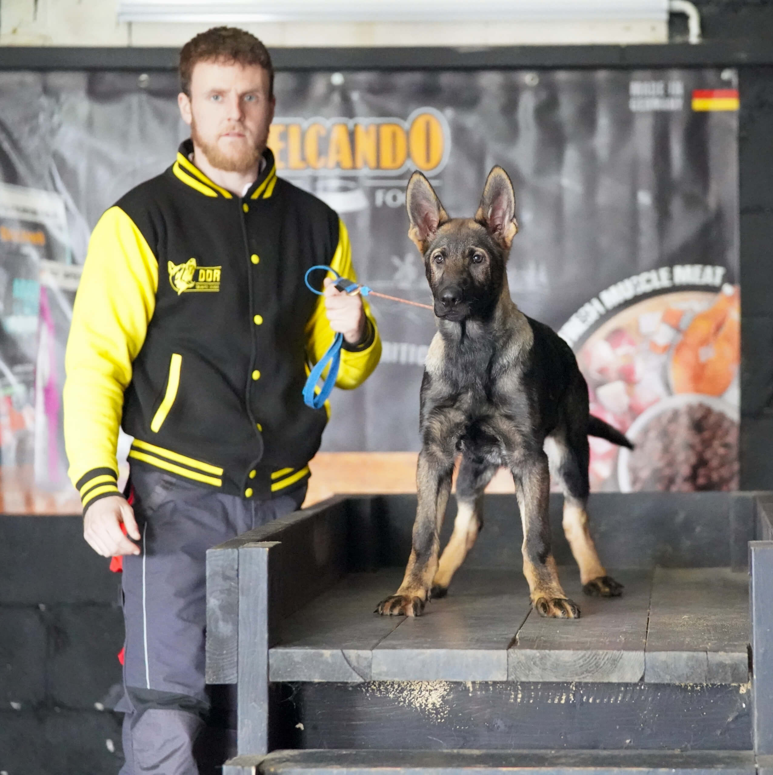 Kendrick // Male German Shepherd 4 Months Old - DDR Guard Dogs