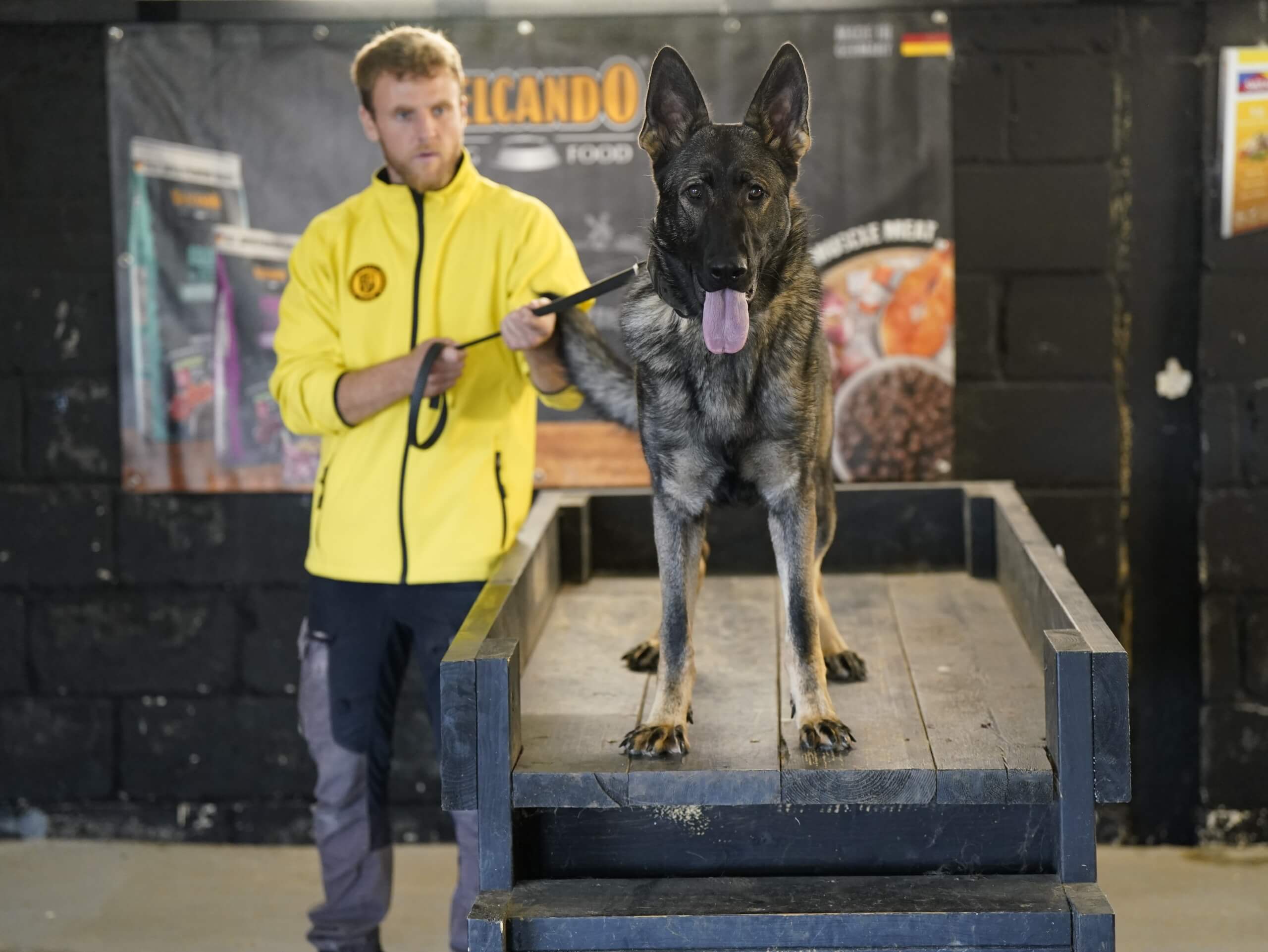 Kendrick // Male German Shepherd 11 Months Old - DDR Guard Dogs