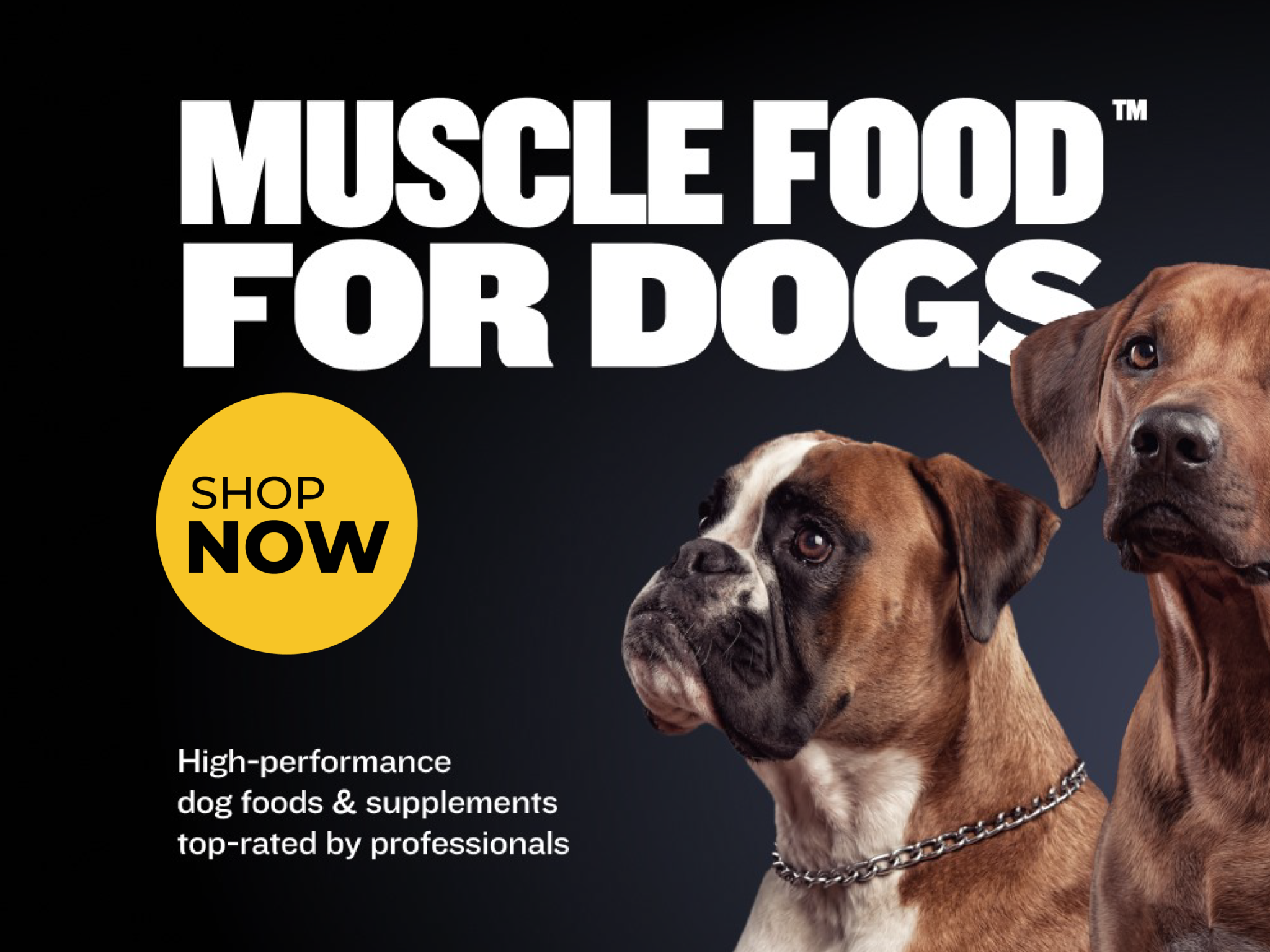 Home - DDR Guard Dogs