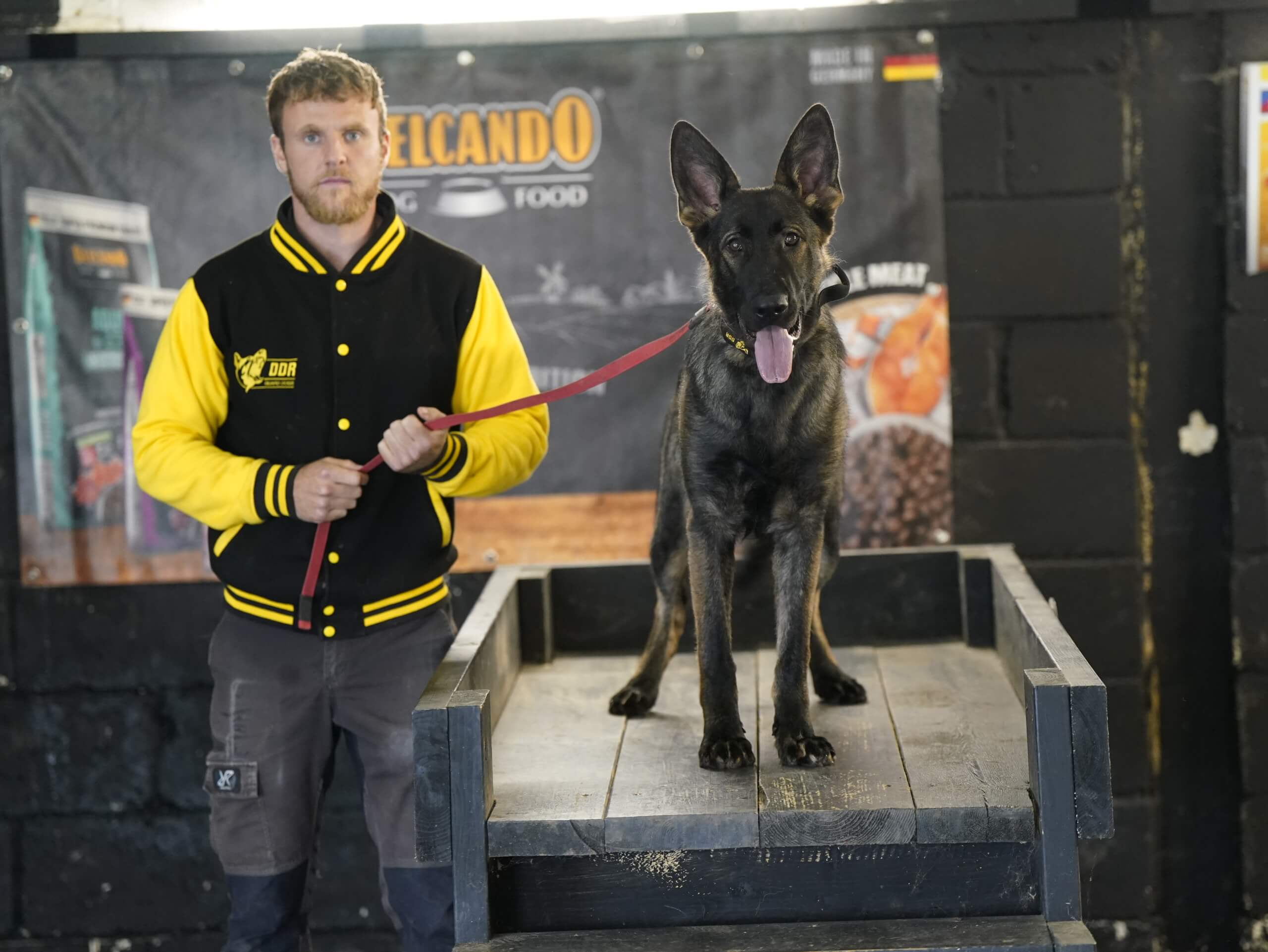 Orlando// Male German Shepherd 9 Months Old - DDR Guard Dogs