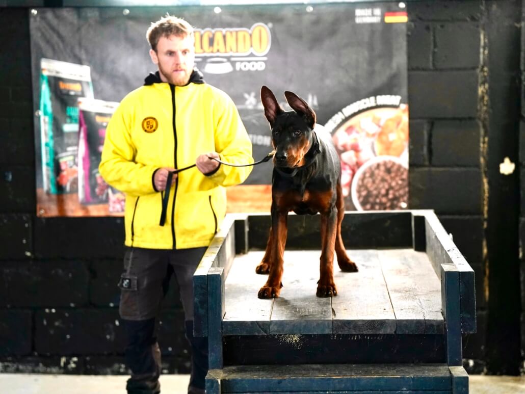 Sally // Female Chinese Red Dog 5 Months Old - DDR Guard Dogs