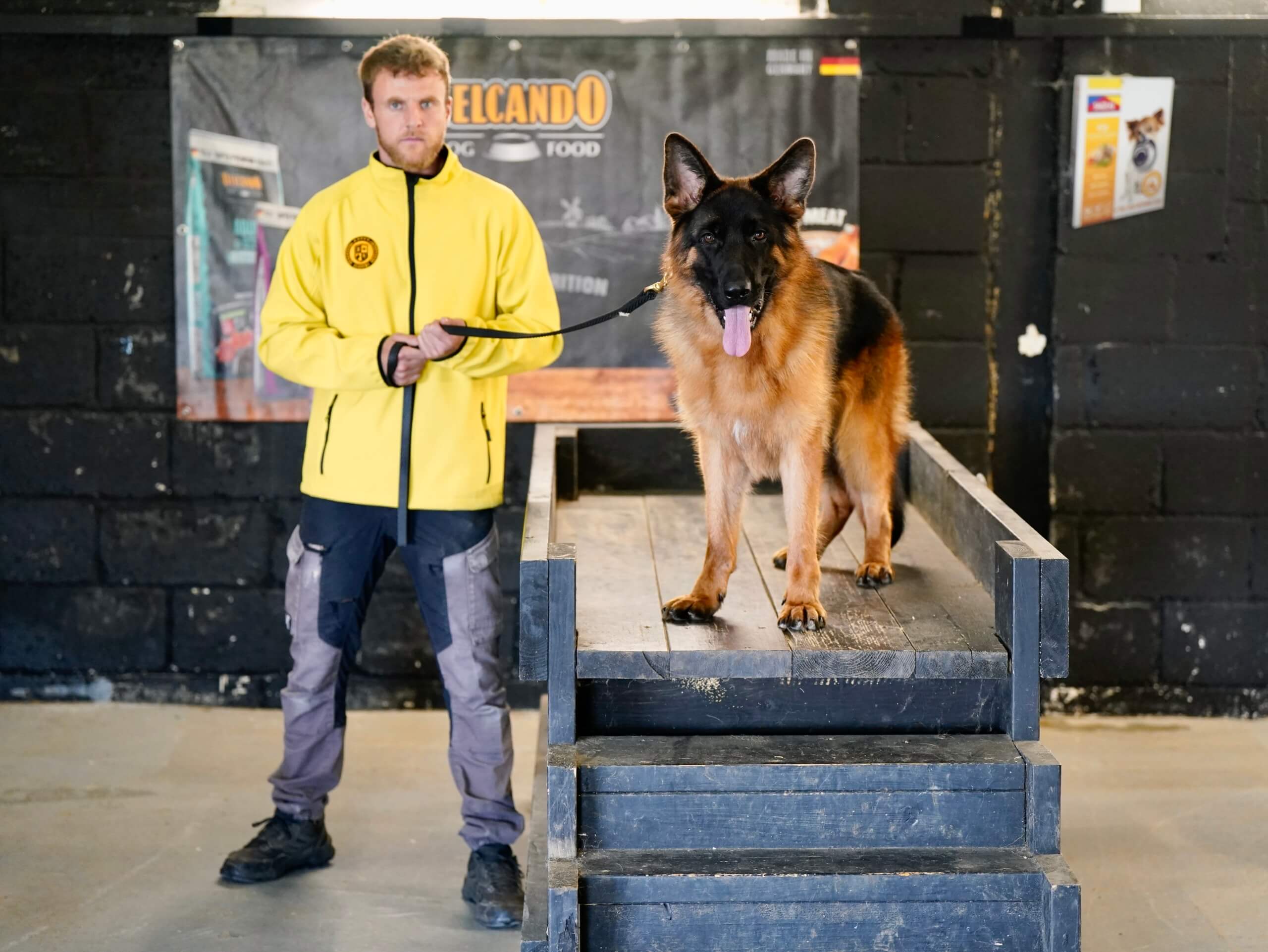 Rupert // Male German Shepherd 10 Months Old - DDR Guard Dogs