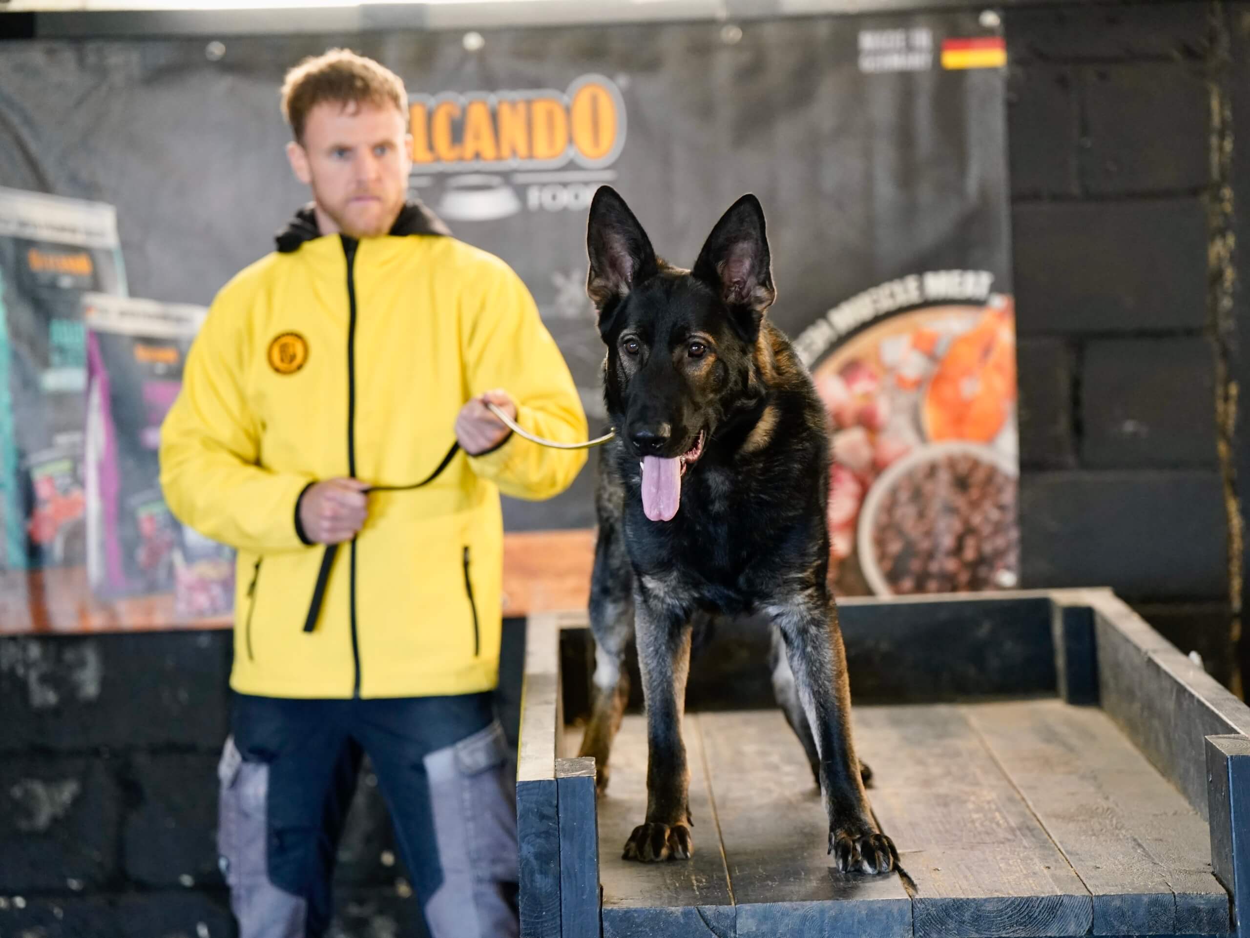 Orlando// Male German Shepherd 9 Months Old - DDR Guard Dogs