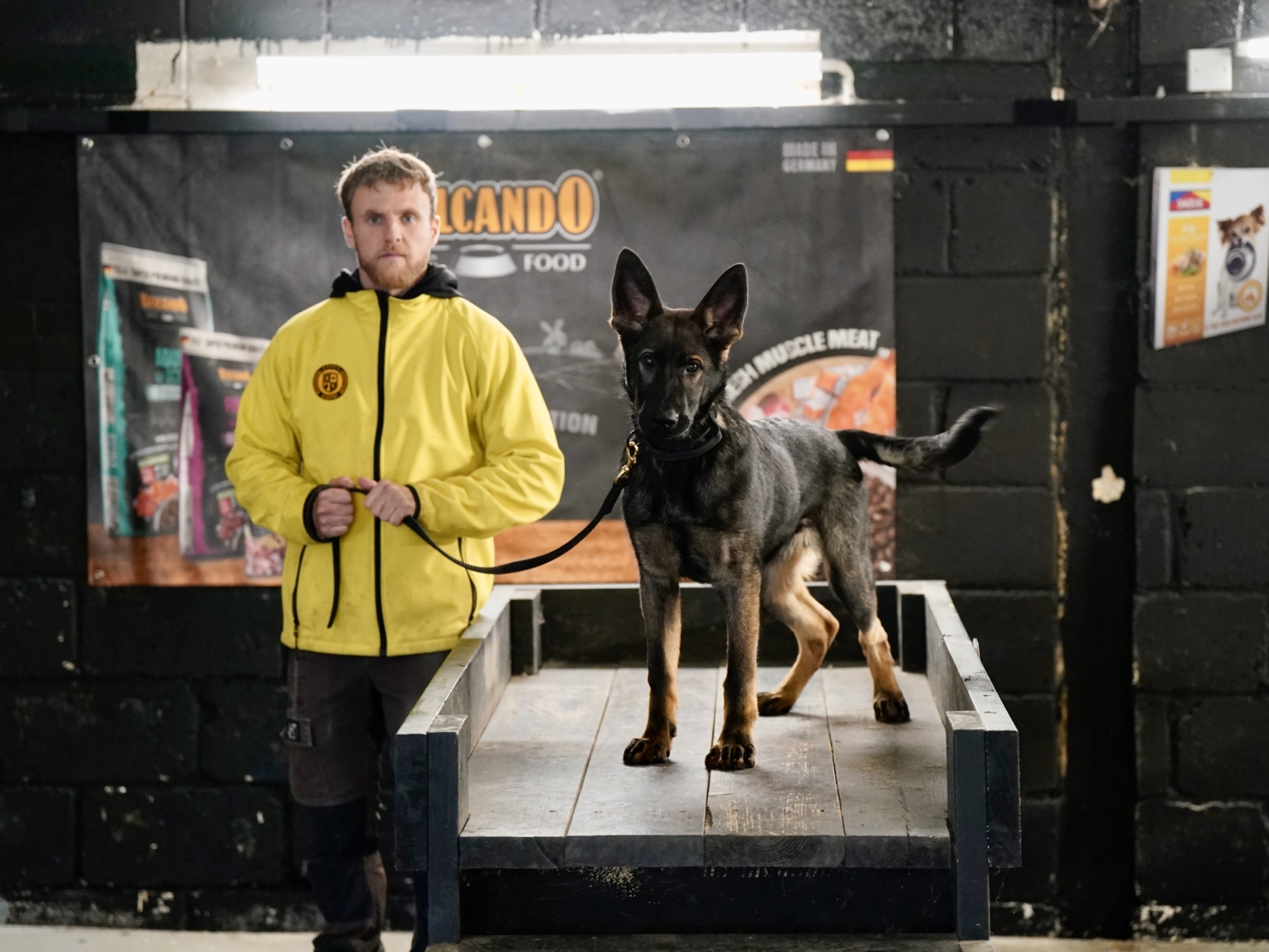 Trevor // Male German Shepherd 6 Months Old - DDR Guard Dogs