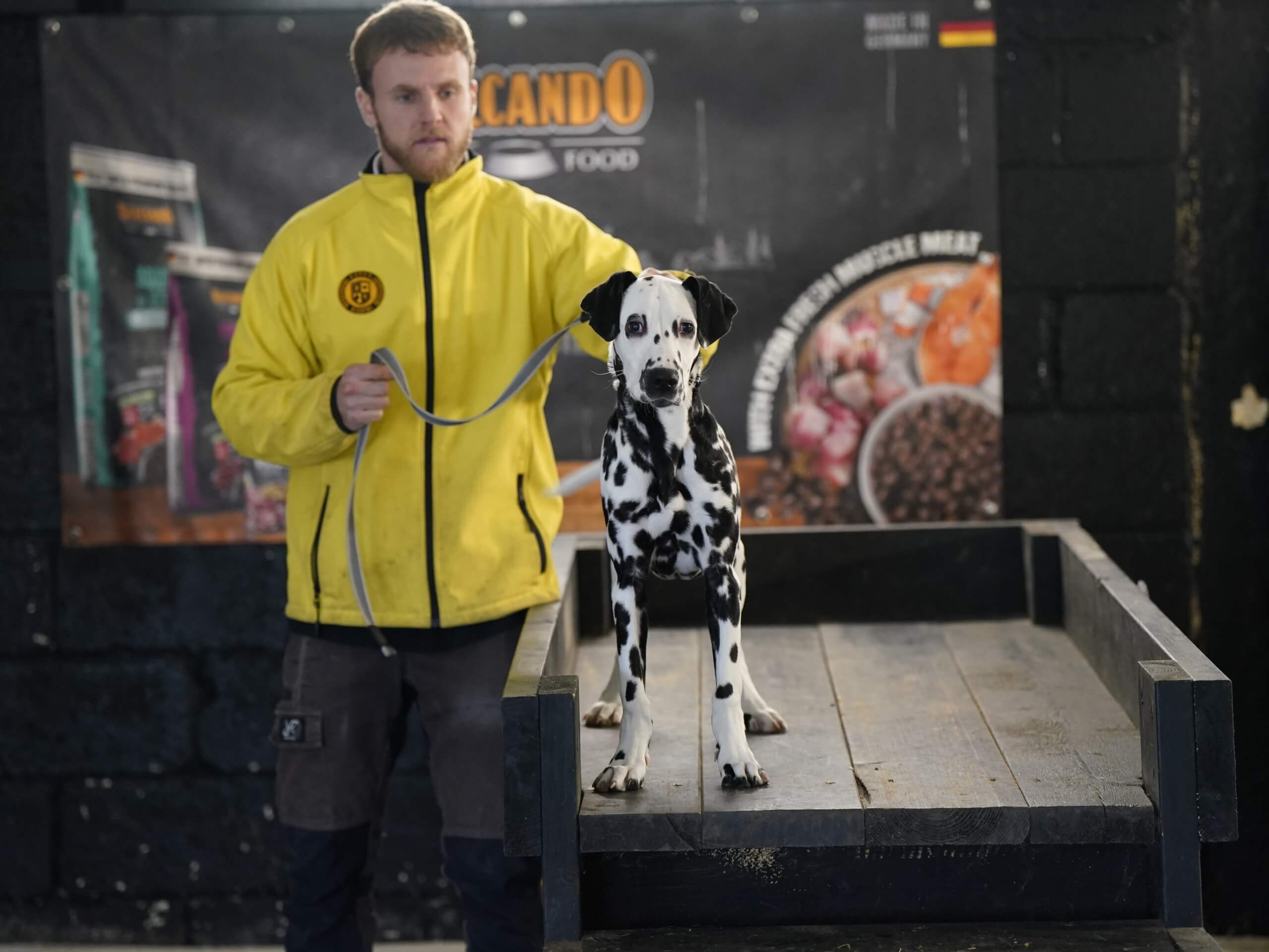 Mr Roger // Male Dalmatian 4 Months Old - DDR Guard Dogs