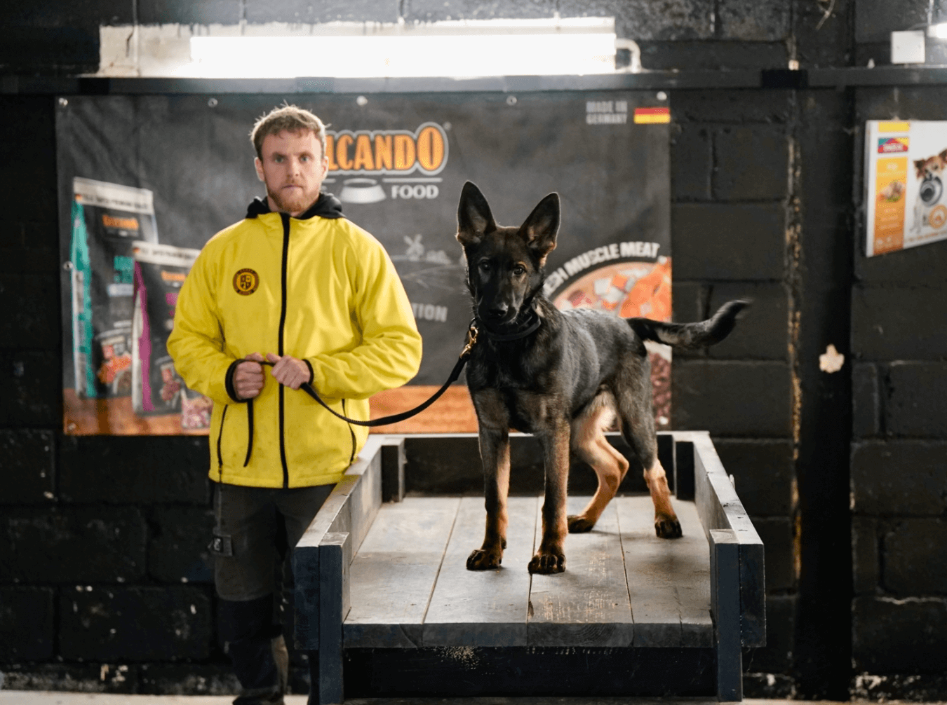 Trevor // Male German Shepherd 6 Months Old - DDR Guard Dogs