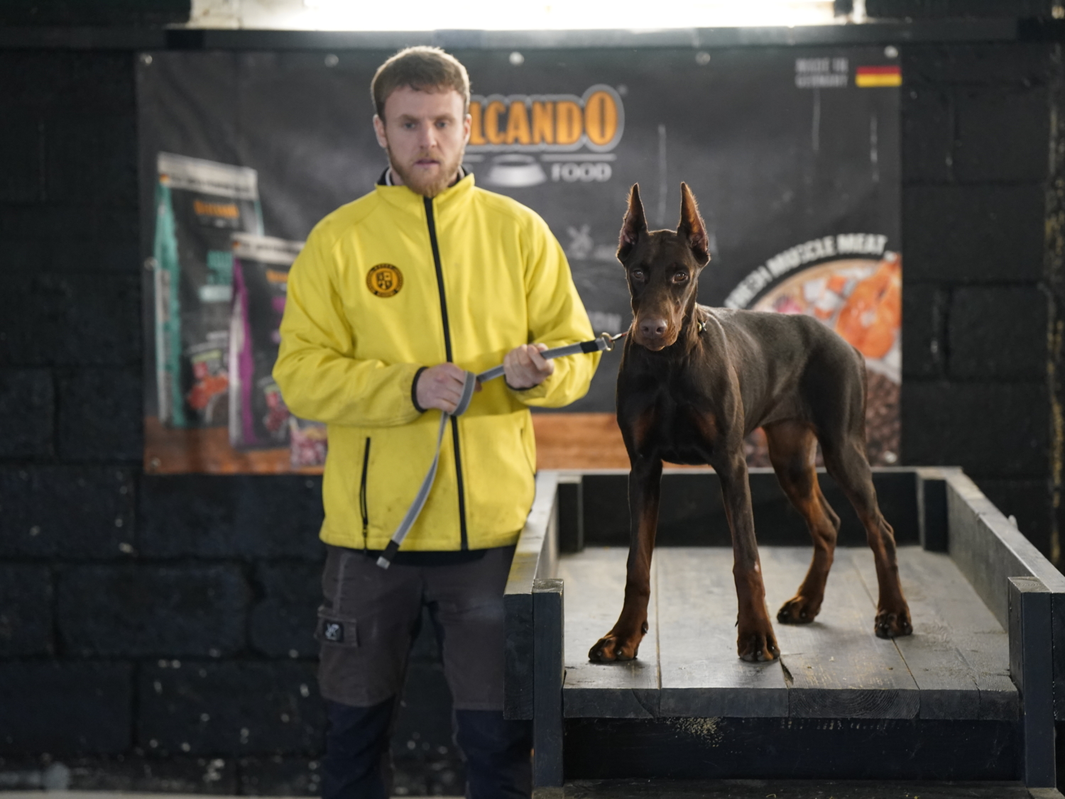Ivanka // Female Doberman 17Months Old - DDR Guard Dogs