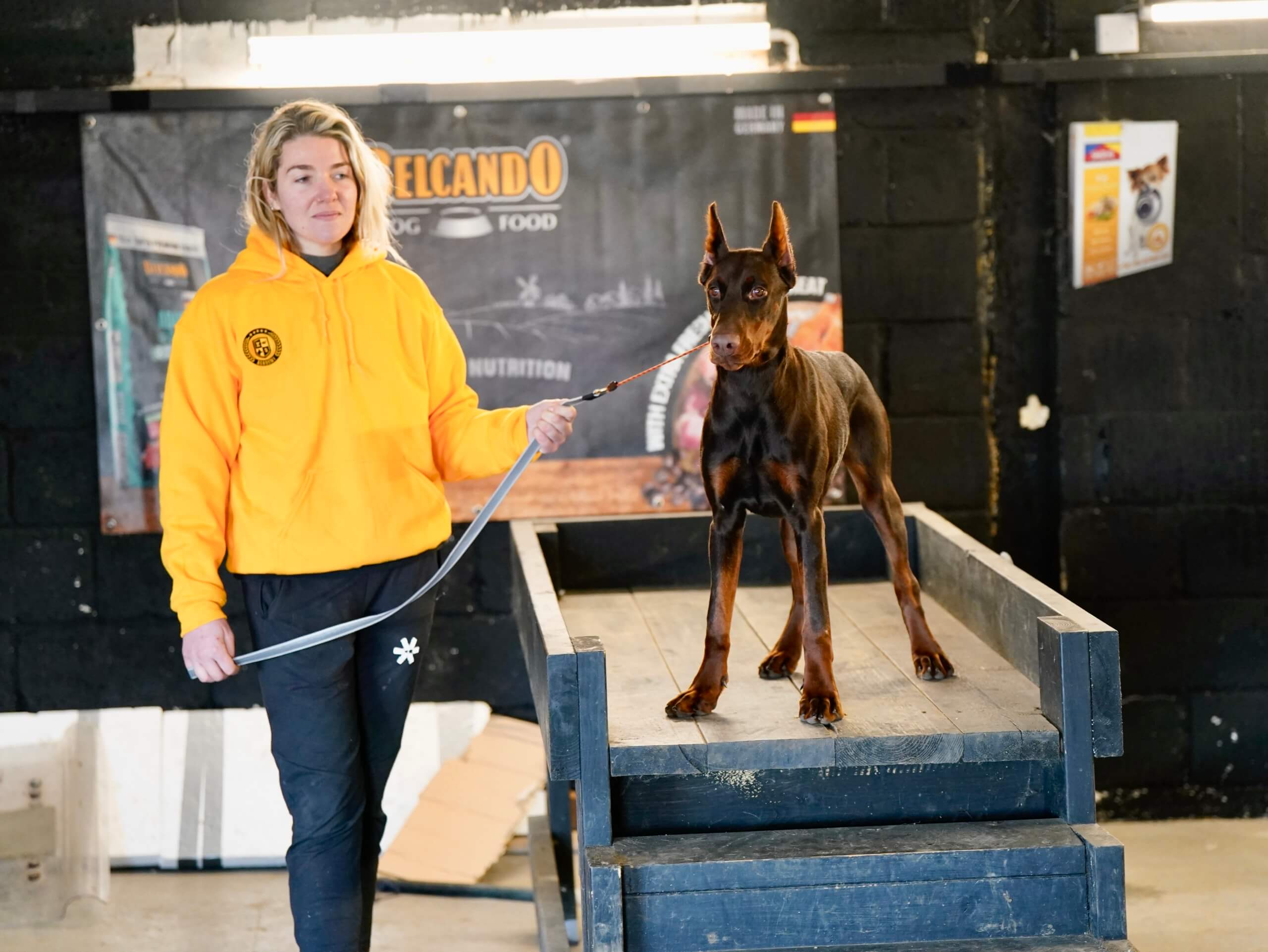 Ivanka // Female Doberman 8 Months Old - DDR Guard Dogs