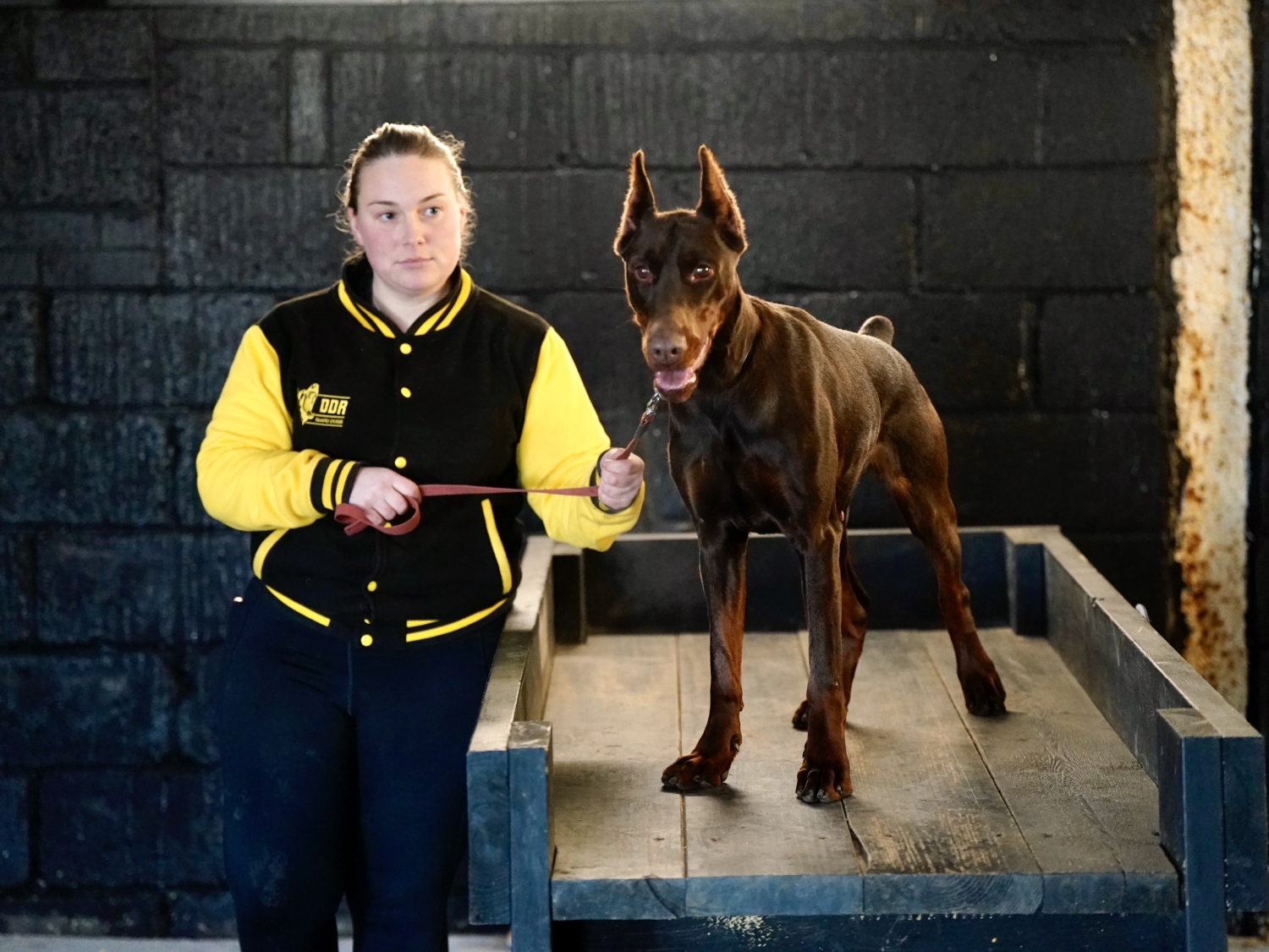 Ivanka // Female Doberman 17Months Old - DDR Guard Dogs