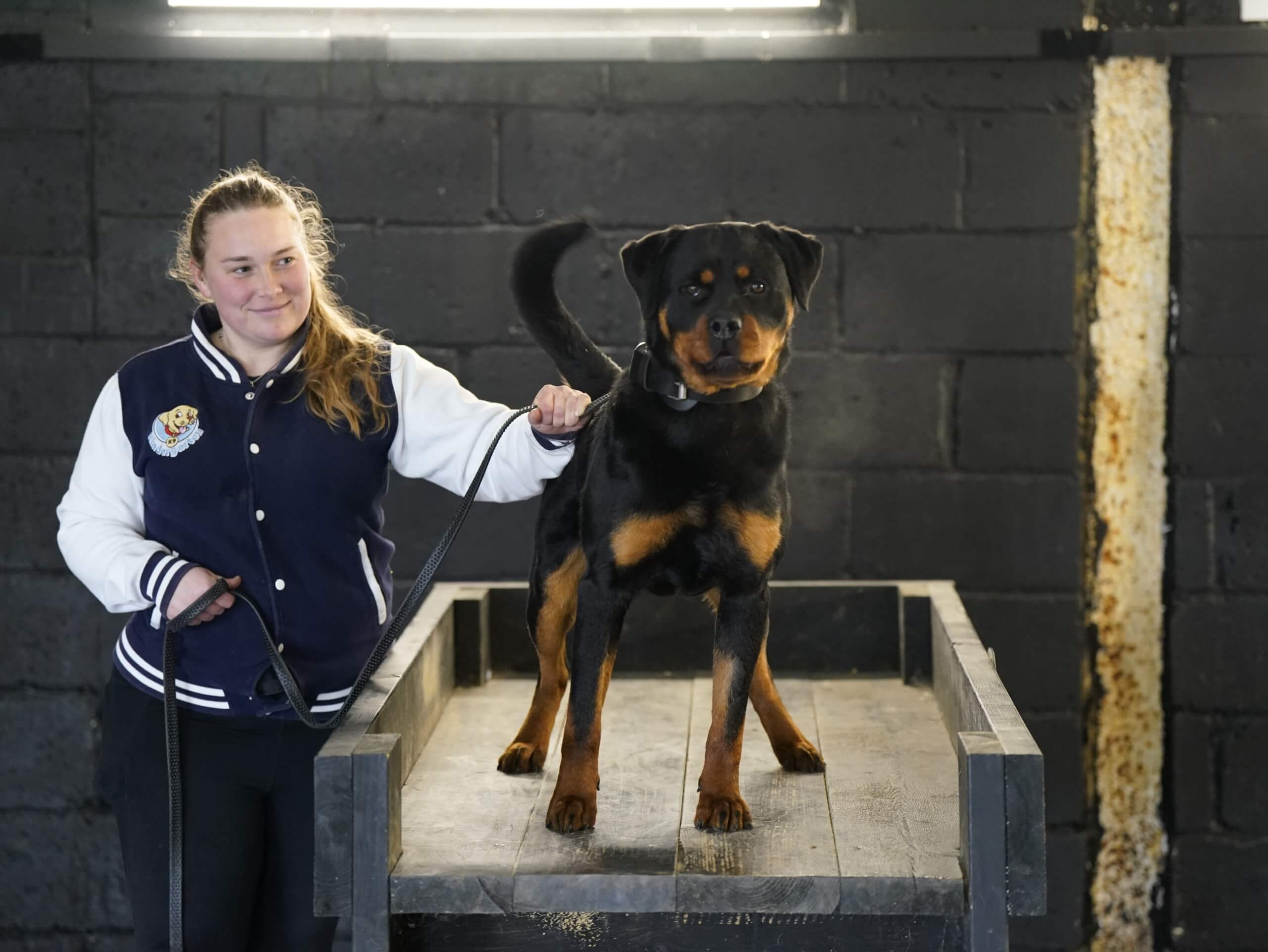 Milton // Male Milton 10 Months Old - DDR Guard Dogs