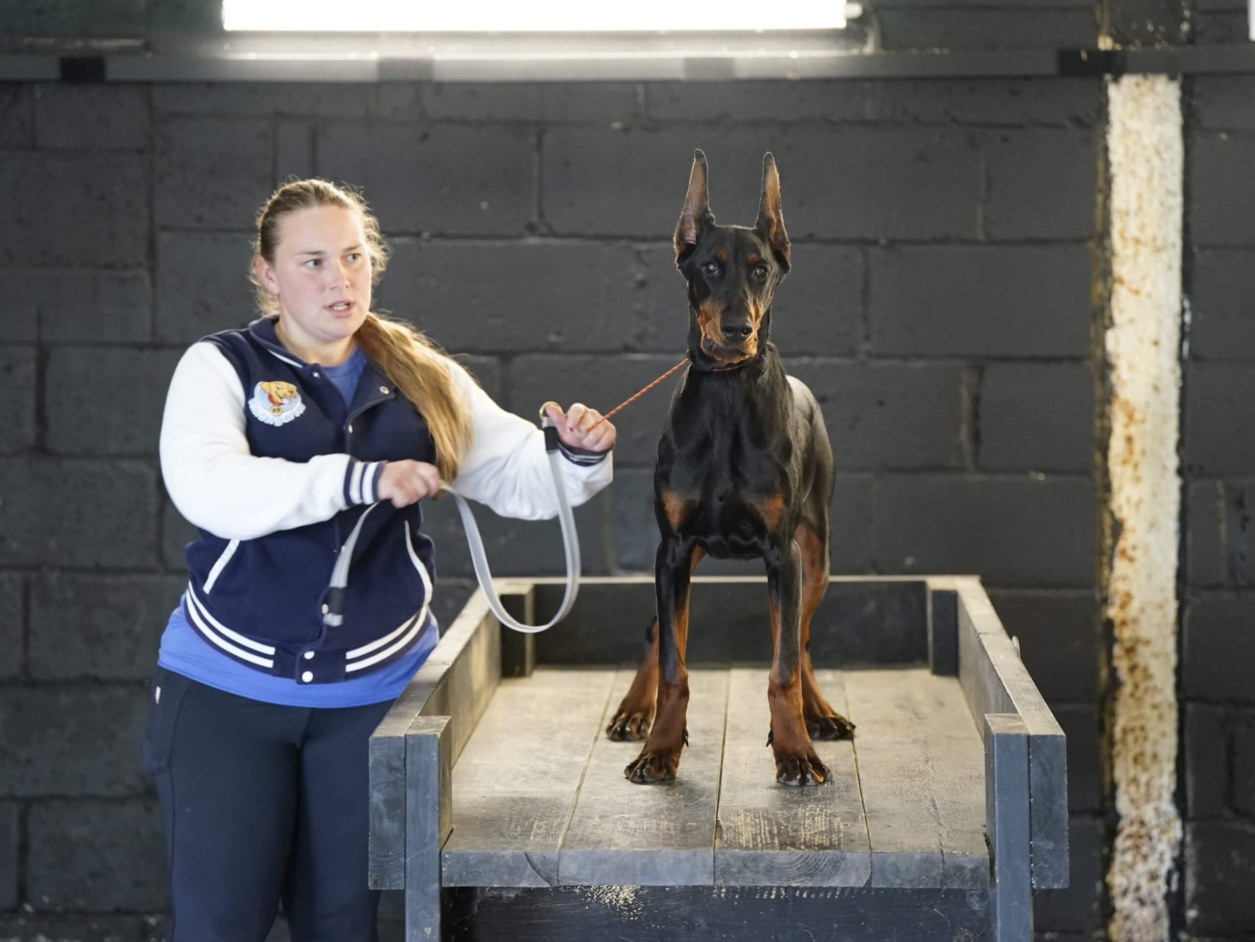 Sterling // Male Doberman 5 Months Old - DDR Guard Dogs