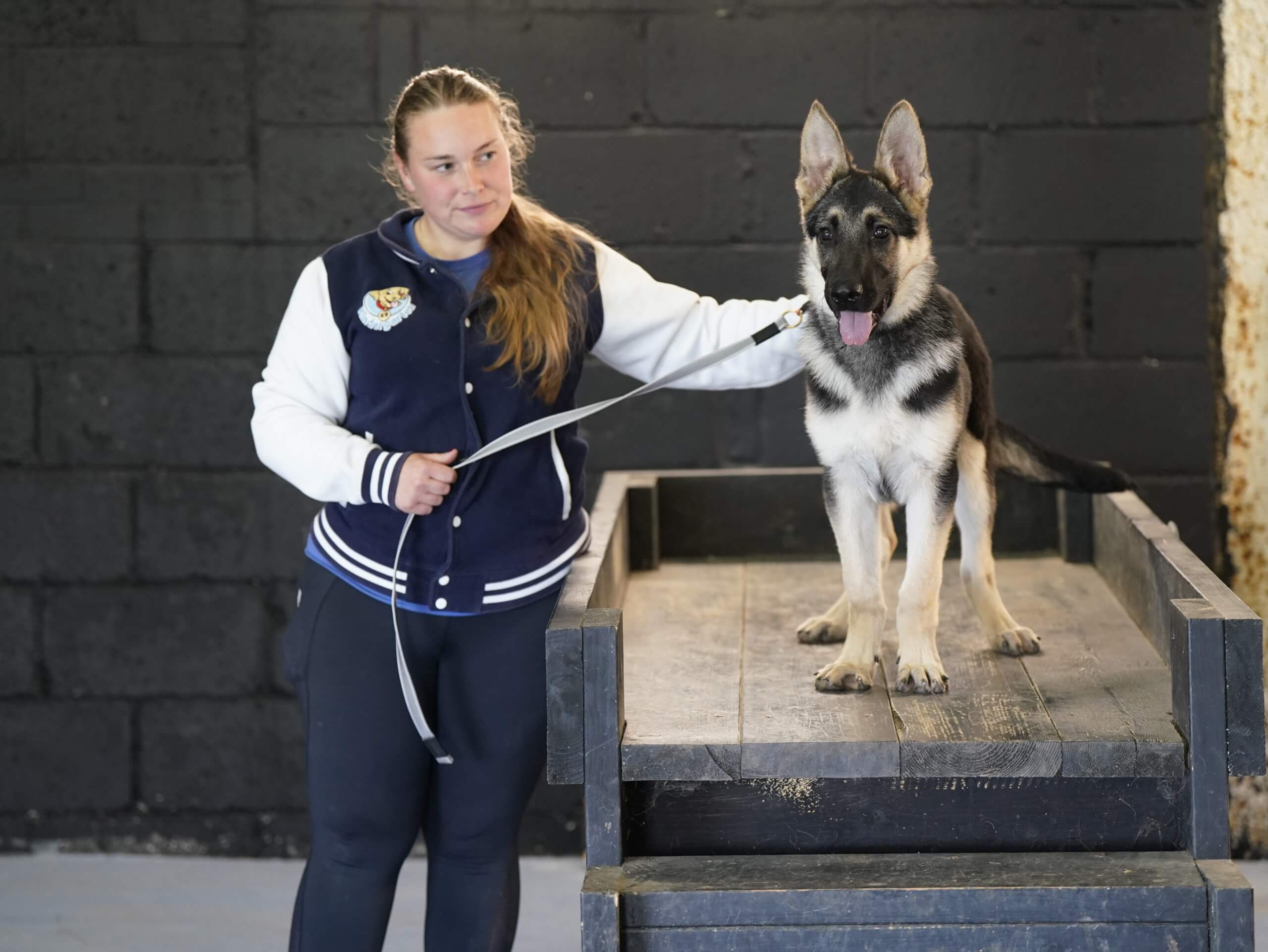 Alfie // Male East European Shepherd 5 Months Old - DDR Guard Dogs