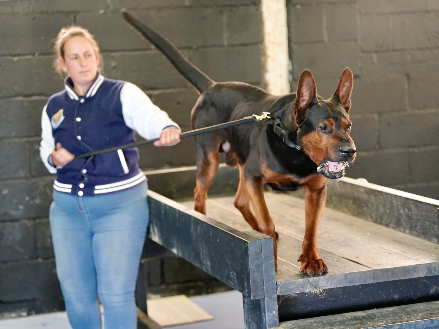 Pamela// Female Chinese Red Dog 5 Months Old - DDR Guard Dogs