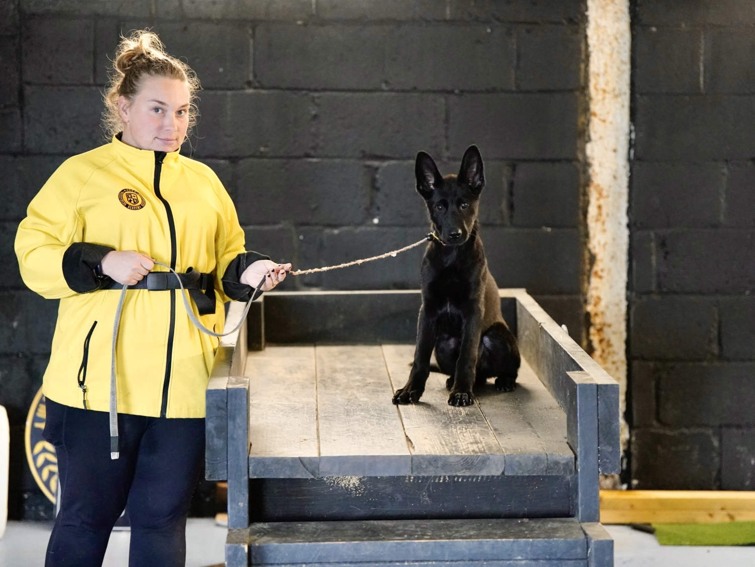 Spike // Male German Shepherd 6 Months Old - DDR Guard Dogs