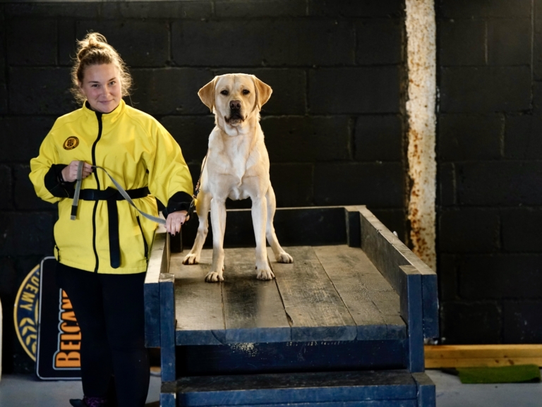 Chinese Red Dog Puppies (Laizhou Hong) - DDR Guard Dogs