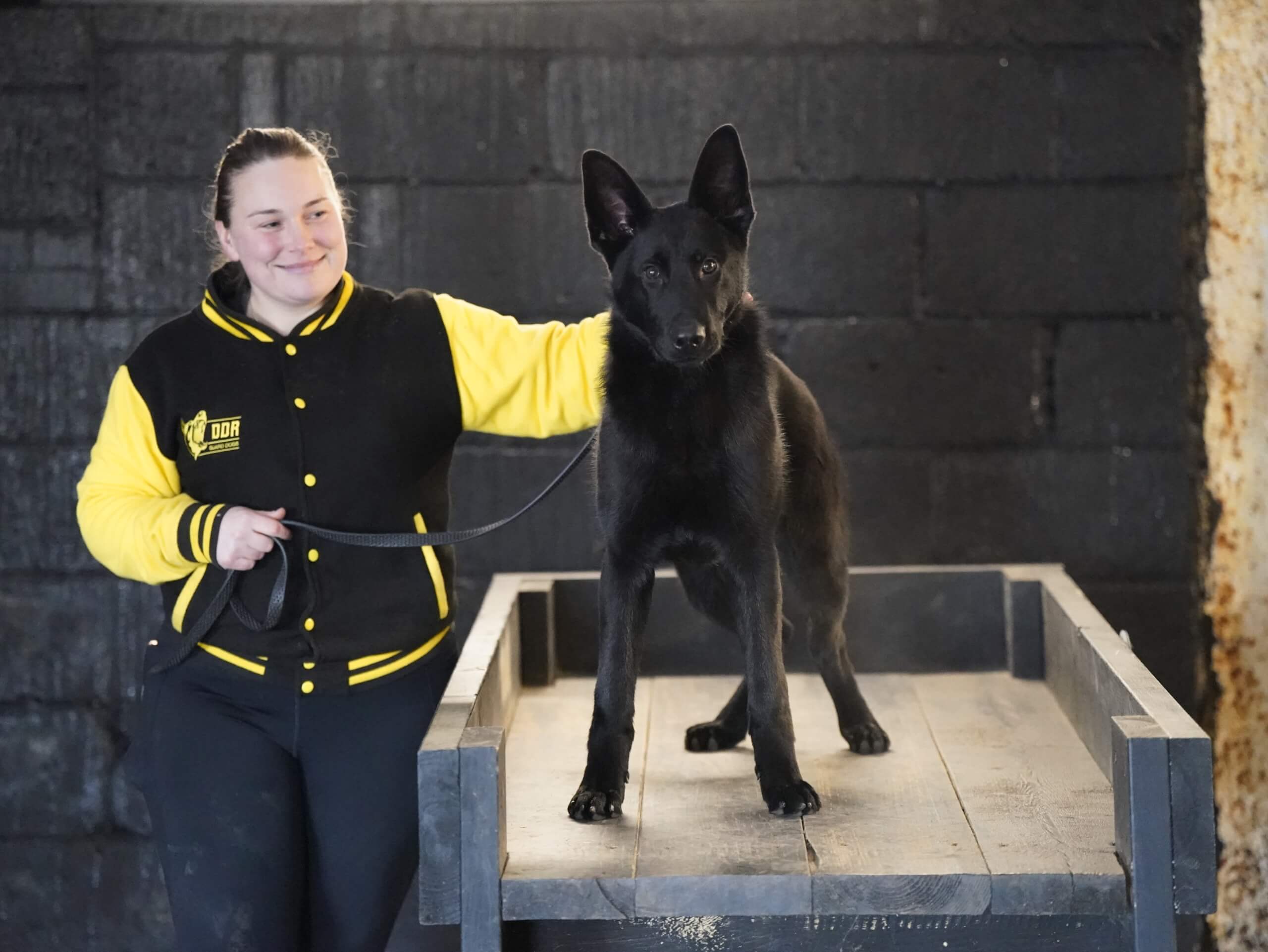 Damion // Male German Shepherd 7 Months Old - DDR Guard Dogs